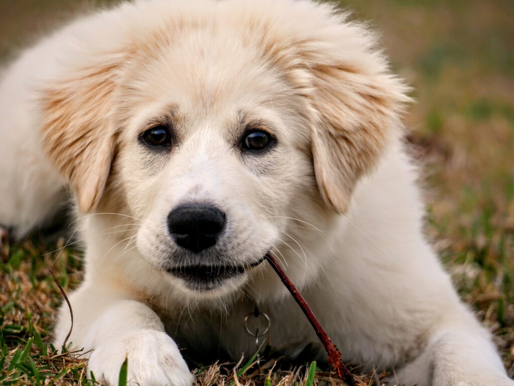 Tips On How To Get A Great Pyrenees To Sleep At Night - Whitekind.com