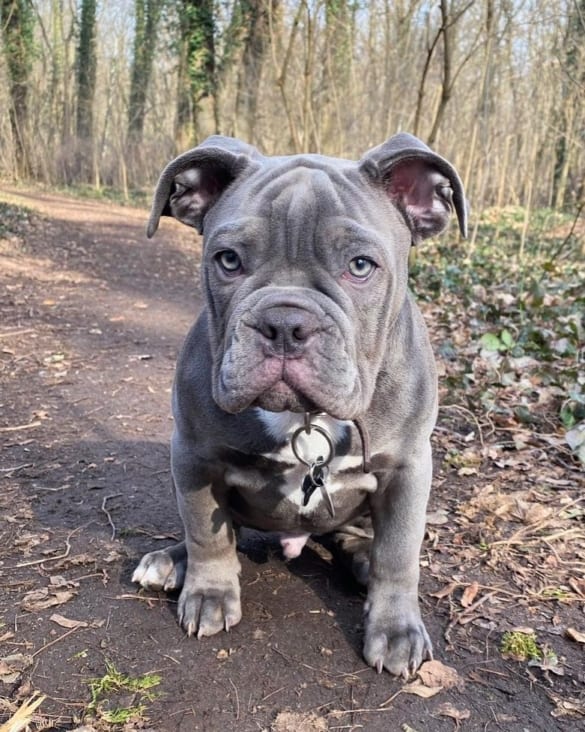 Full Insight on The Blue English Bulldog - Puppies, Care, Guide ...