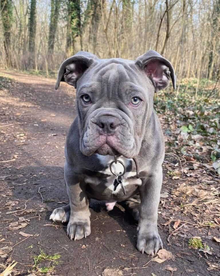 Full Insight on The Blue English Bulldog - Puppies, Care, Guide ...