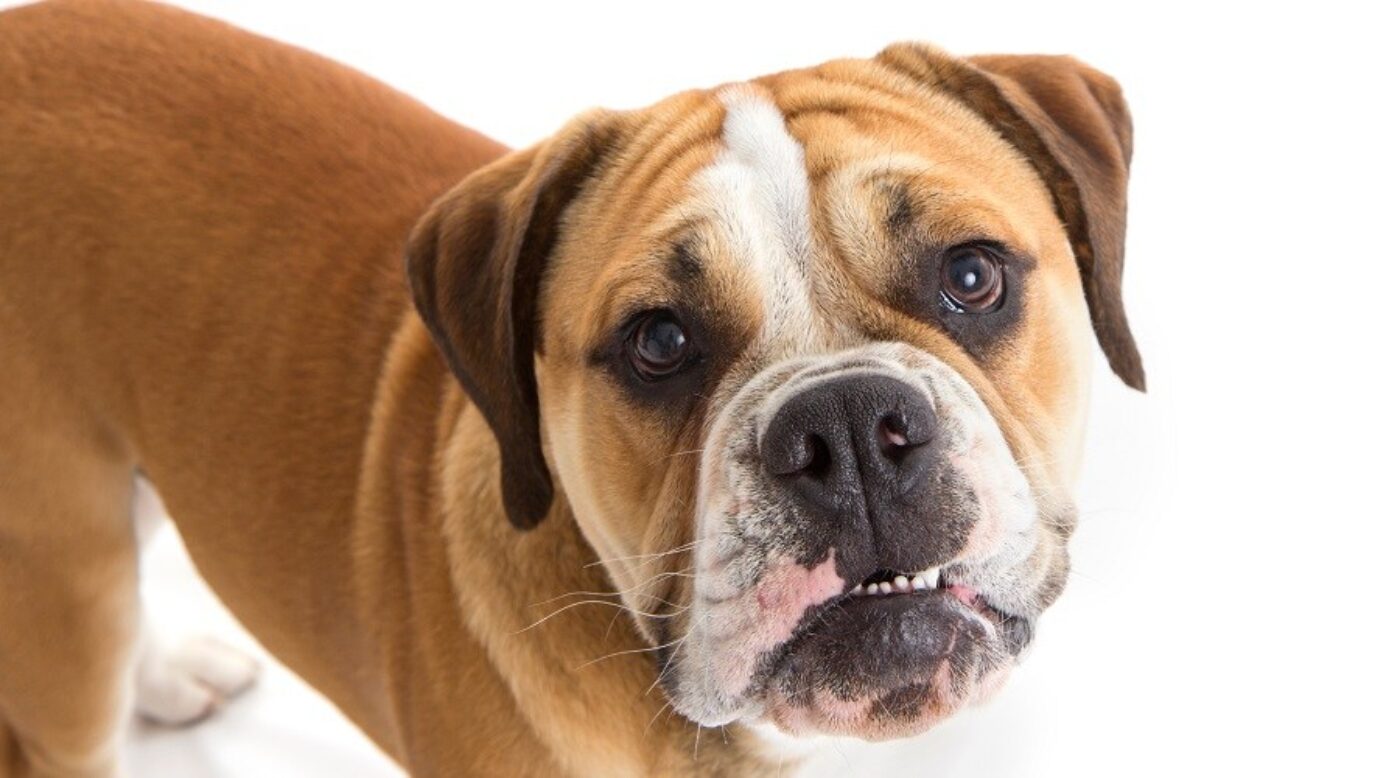 Beagle Bulldog Mix: Everything You Need to Know About the Beabull ...