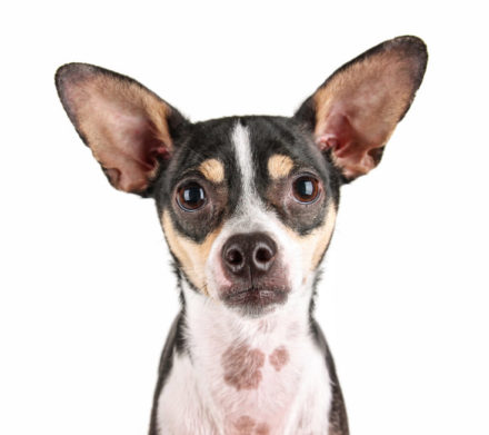 Rat Terrier Chihuahua Mix: The Ultimate Guide to the Ratchi - Whitekind.com