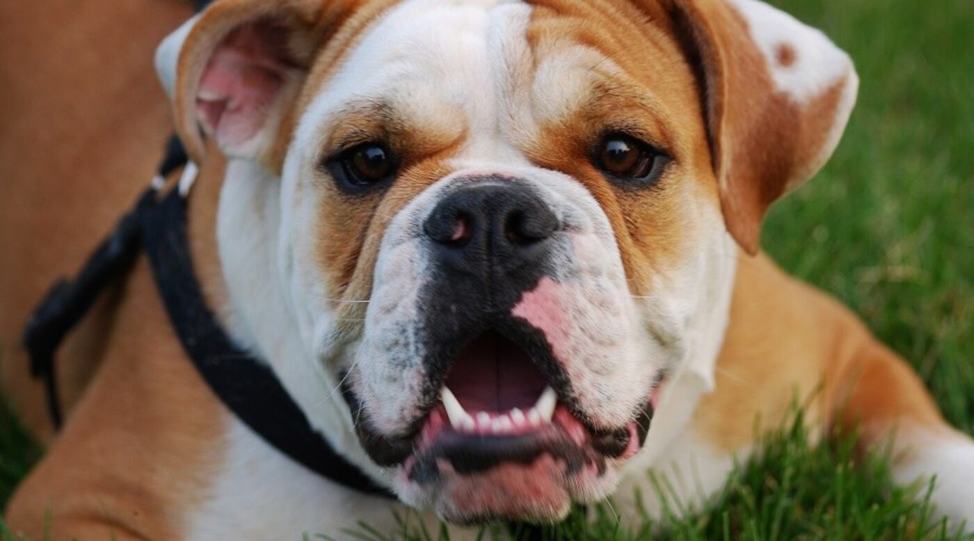 Beagle Bulldog Mix: Everything You Need to Know About the Beabull ...