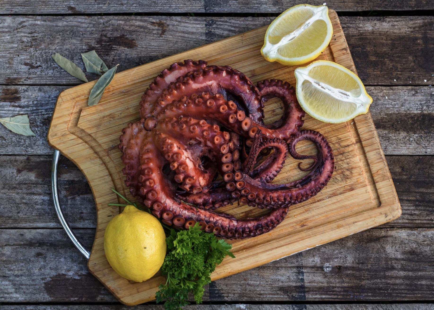 Can Dogs Eat Octopus? Here’s what you should know - Whitekind.com